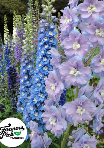 Farmer's Pick™ | fresh cut Flower Farm - Boise, Idaho USA